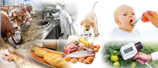The different applications in the food and feed